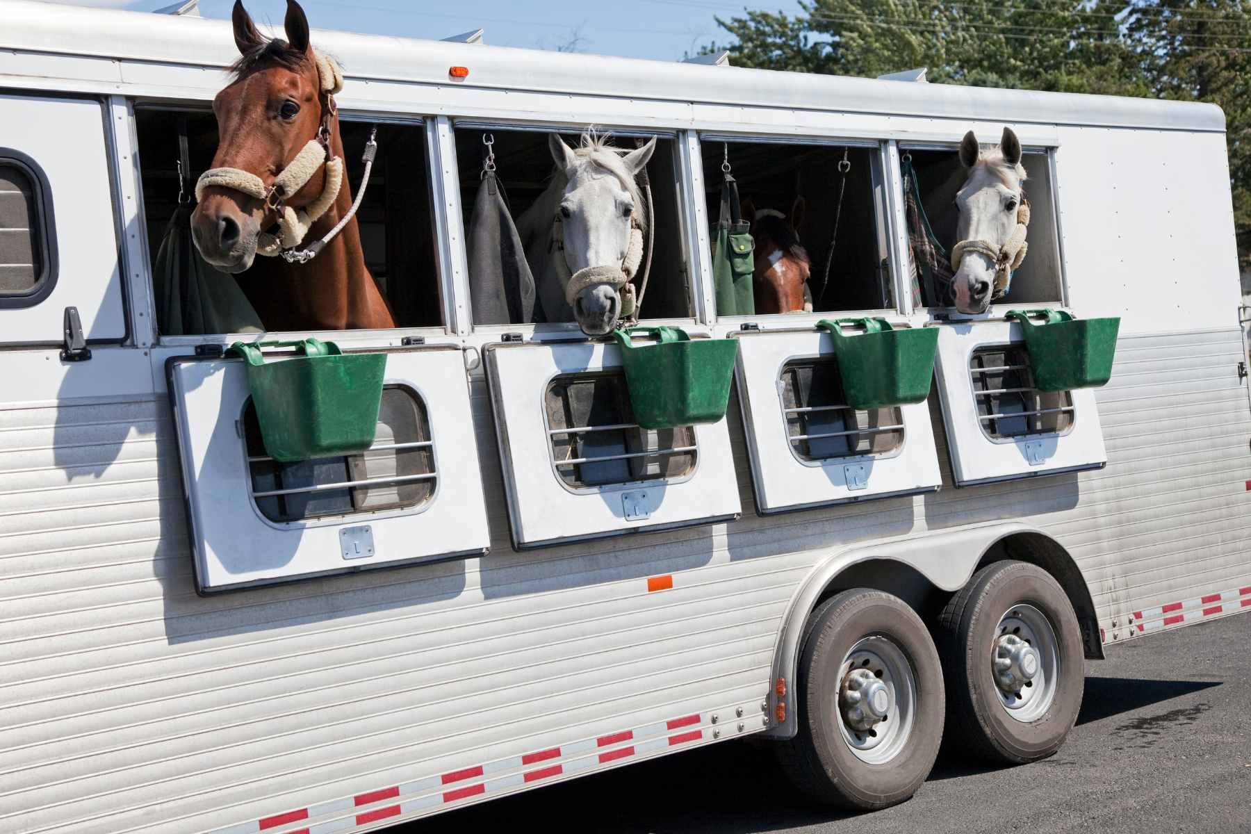 Essential Guide to Trailering a Horse Long Distance Safely